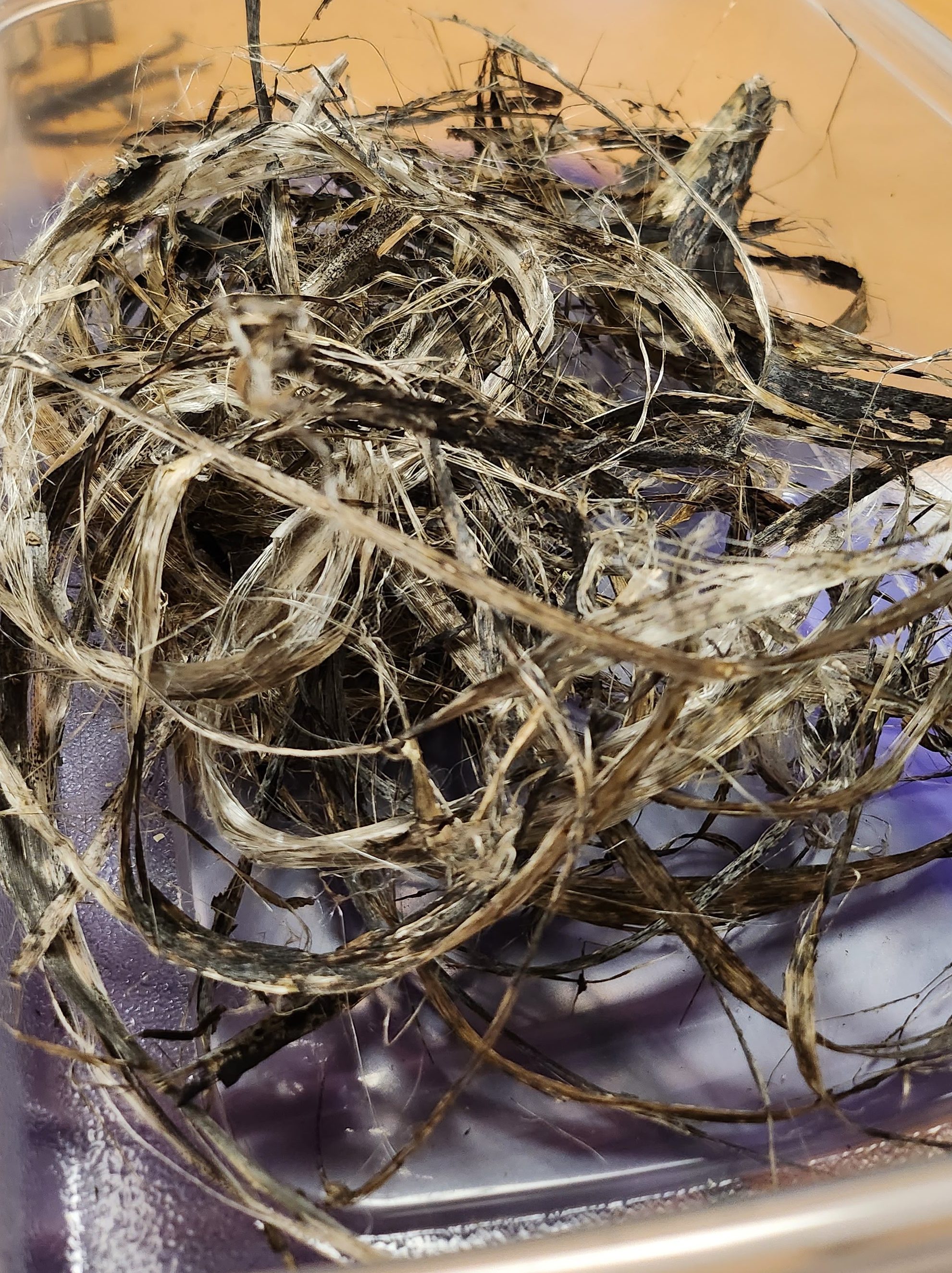 Milkweed Processing – Cheryll Toney Holley